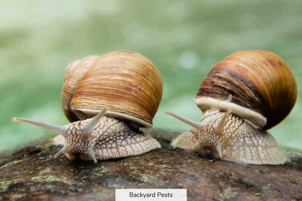 Do Snails Hibernate Or Die When It’s Cold? How They’ve Survived 500 ...