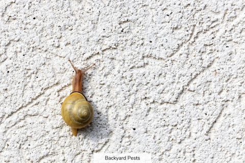 9 Reasons Why Snails Climb Up Your House – And How To Stop Them In ...