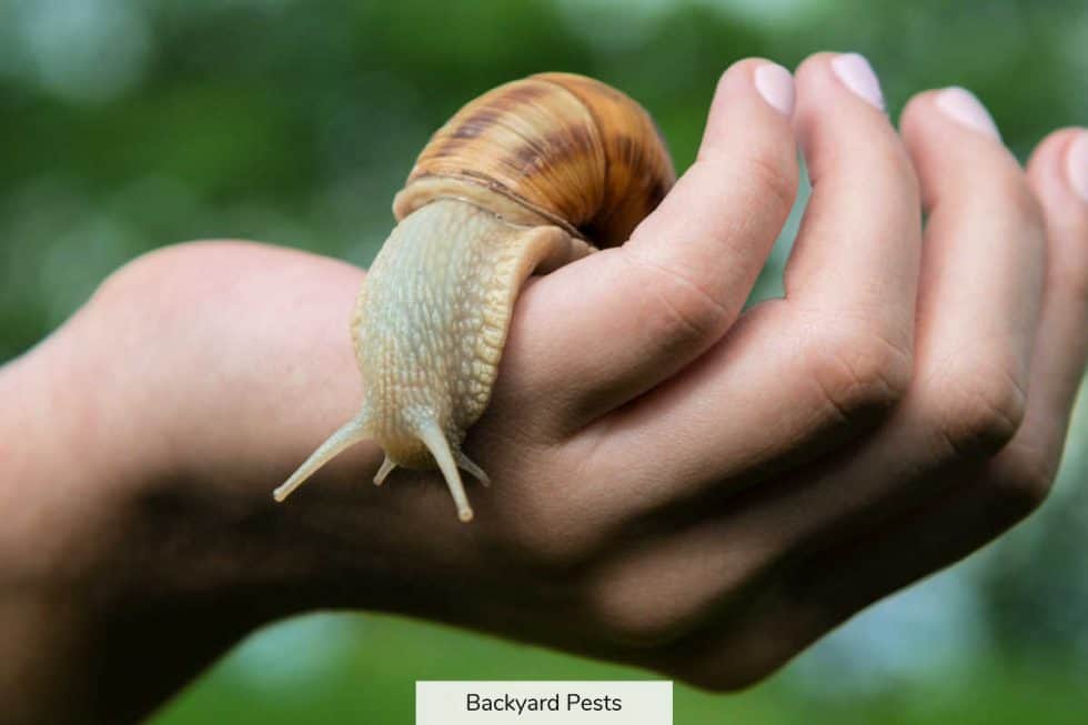 Snails Bite: How They Do It, Why, & What It Feels Like - Backyard Pests