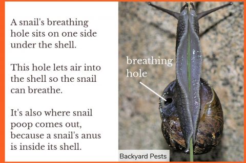 How Snails Poop: A Story Of Flipped Shells And Breathing Holes ...