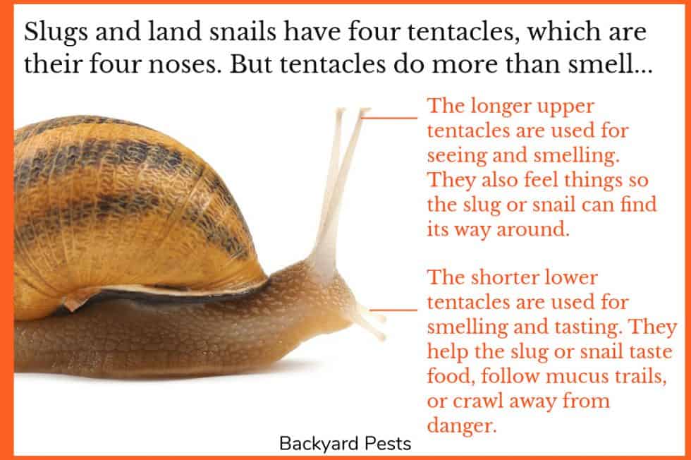 What Do Slug And Snail Tentacles Do? Way More Than You Think ...