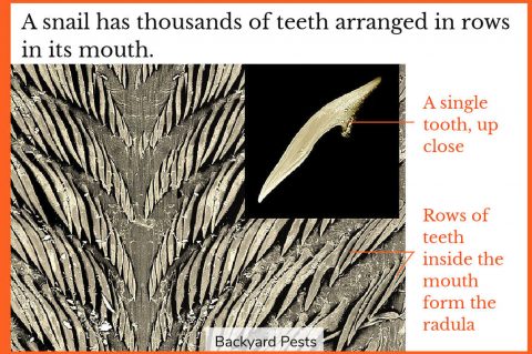 Snails Bite: How They Do It, Why, & What It Feels Like - Backyard Pests
