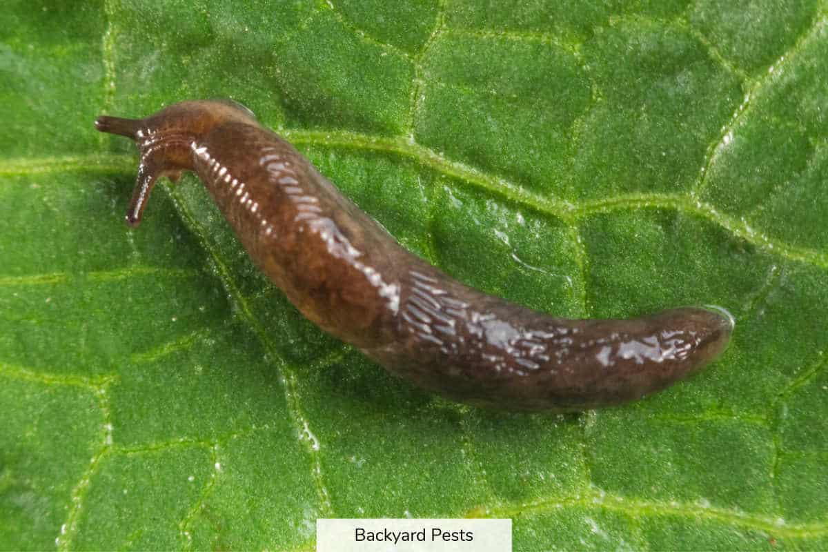 The Truth Why Snails Have Shells And Slugs Don’t: Are Slugs Snails Without Shells? - Backyard Pests