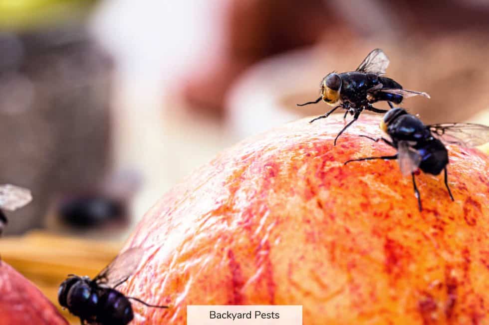 8 Ways Flies Get Into Your House And How To Get Rid Of Them - Backyard ...