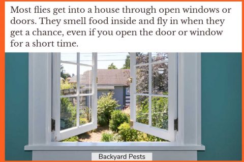 8 Ways Flies Get Into Your House And How To Get Rid Of Them - Backyard ...