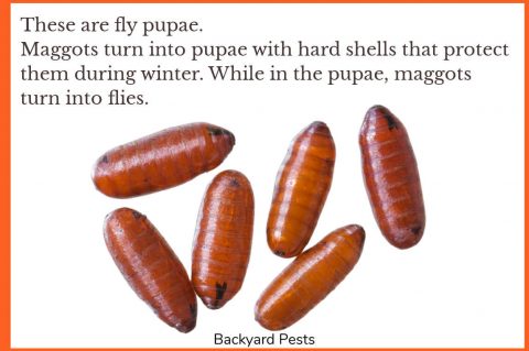 8 Signs You Have A Maggot Infestation – My Pictures And Video ...