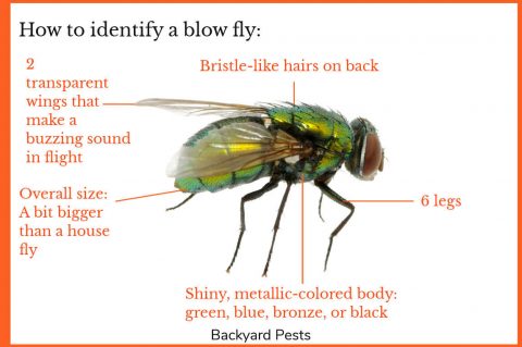 Blow Flies: Identify Them | Find Them | Get Rid Of Them - Backyard Pests