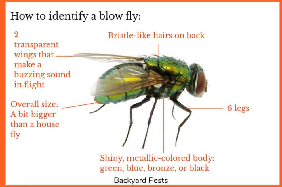 Blow Flies Identify Them Find Them Get Rid Of Them Backyard Pests blow-flies-identify-them-find-them-get-rid-of-them-backyard-pests