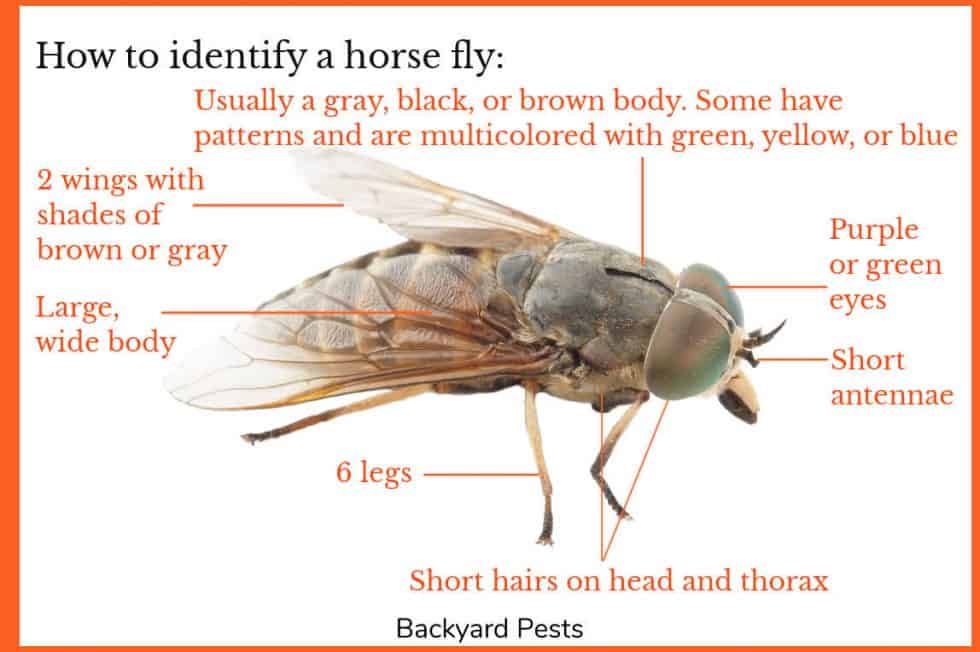 Horse Flies Identify Them Find Them Get Rid Of Them Backyard Pests Horse Flies Identify Them Find Them Get Rid Of Them Backyard Pests