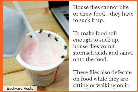 House Flies: Identify Them | Find Them | Get Rid Of Them - Backyard Pests