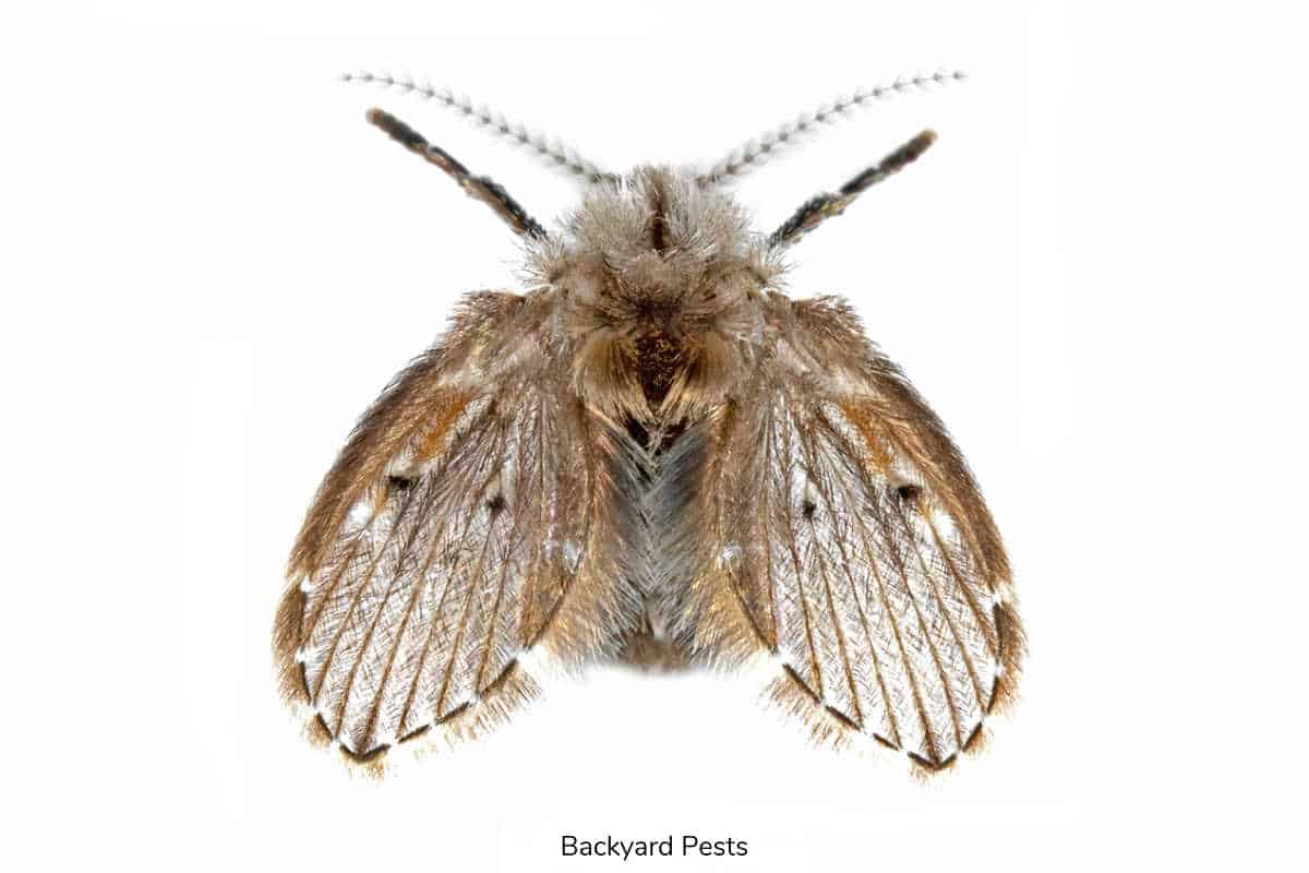 Drain Flies: Identify Them | Find Them | Get Rid Of Them - Backyard Pests