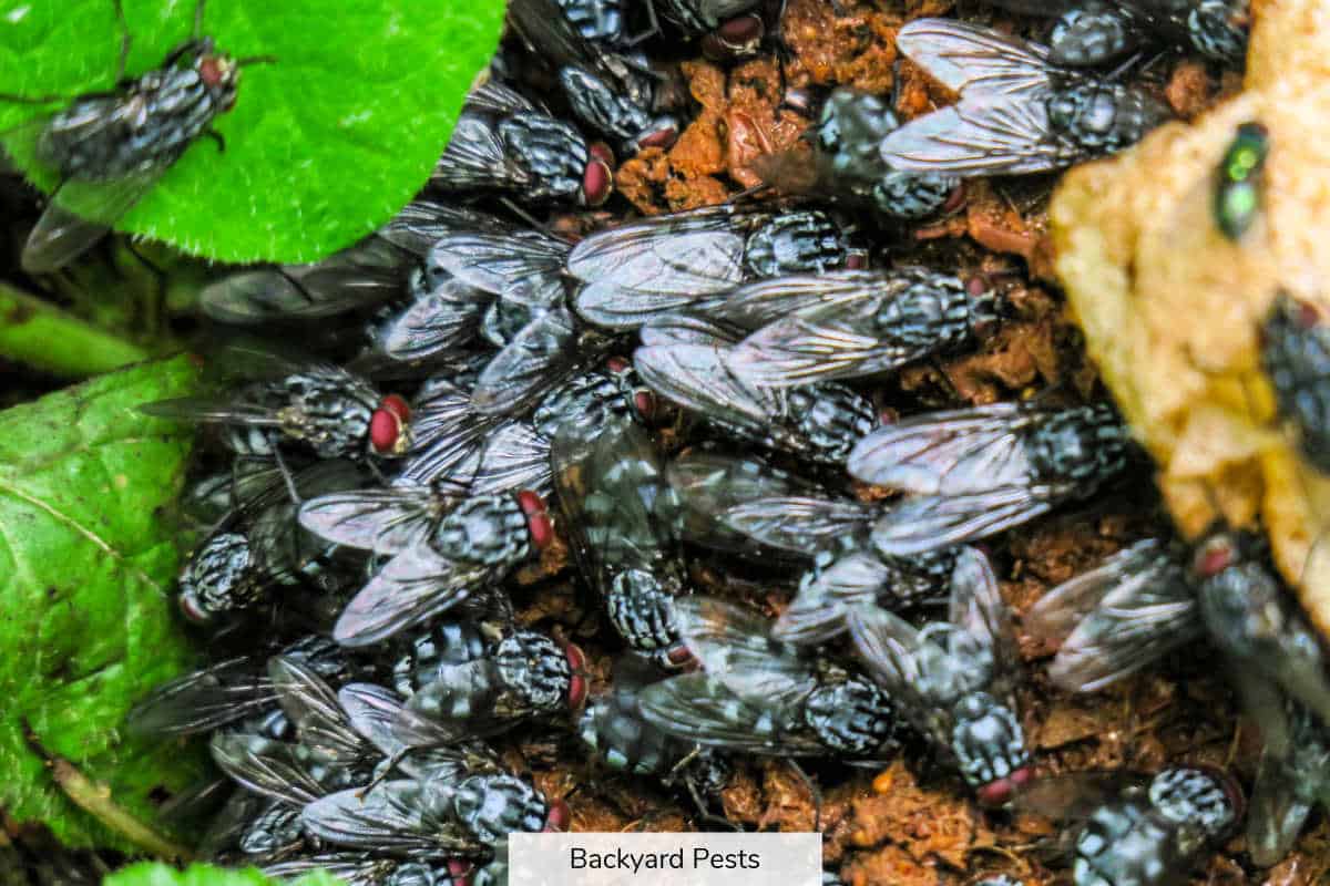 Flies Archives Backyard Pests
