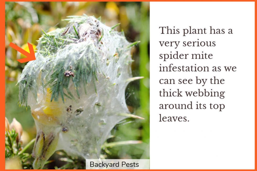 9 Signs A Plant Has Spider Mites – With Pictures - Backyard Pests