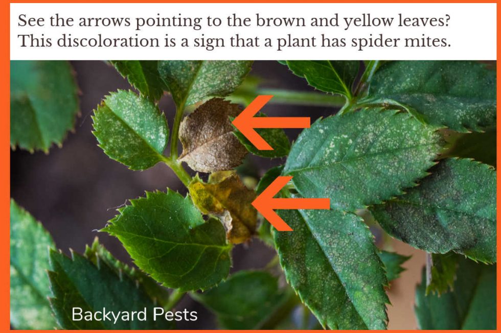 9 Signs A Plant Has Spider Mites – With Pictures - Backyard Pests