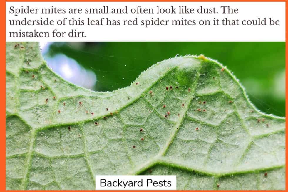 9 Signs A Plant Has Spider Mites – With Pictures - Backyard Pests