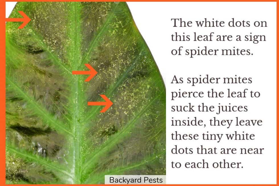 9 Signs A Plant Has Spider Mites – With Pictures - Backyard Pests