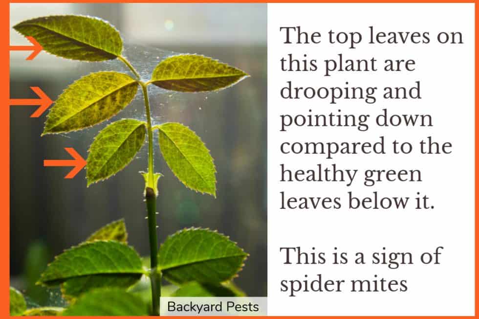 9 Signs A Plant Has Spider Mites – With Pictures - Backyard Pests
