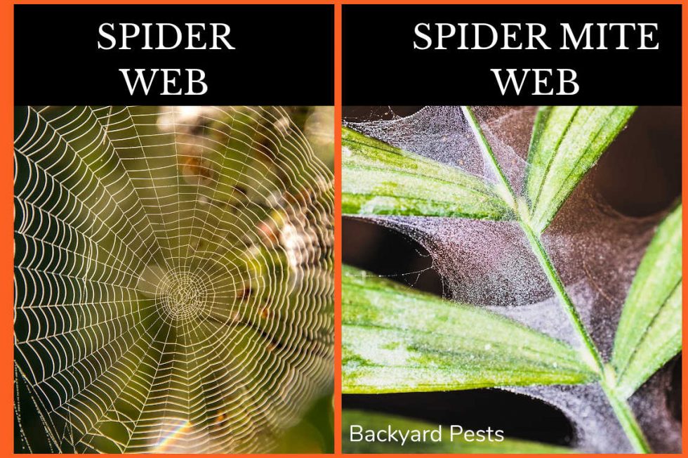 9 Signs A Plant Has Spider Mites – With Pictures - Backyard Pests