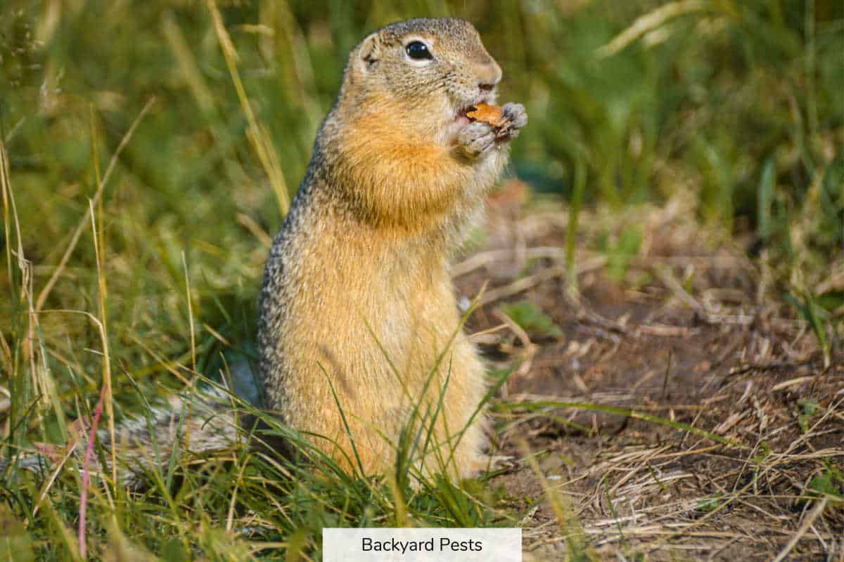 Gophers Vs Groundhogs: Are they The Same Or Not? - Backyard Pests