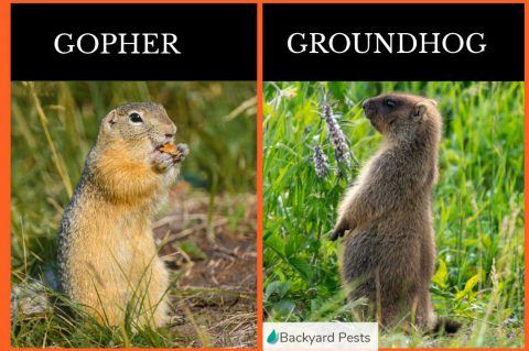 Gophers Vs Groundhogs: Are they The Same Or Not? - Backyard Pests