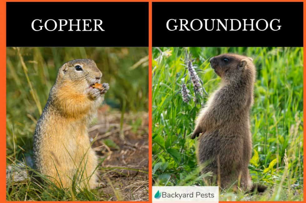 Gophers Vs Groundhogs: Are they The Same Or Not? - Backyard Pests