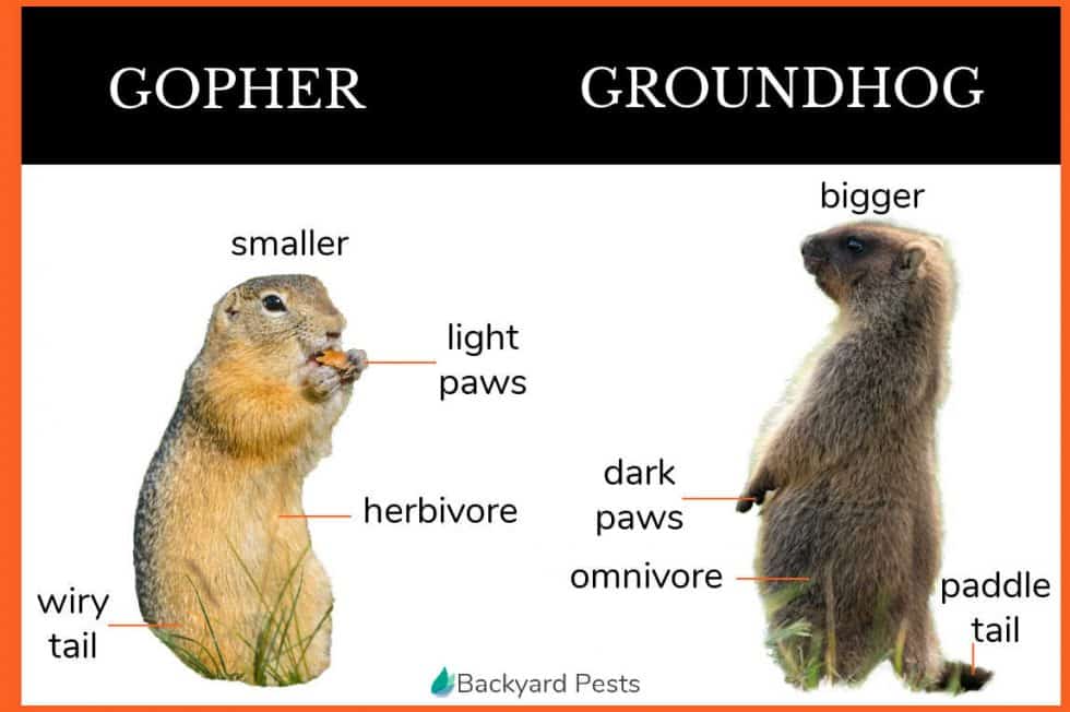 Gophers Vs Groundhogs: Are they The Same Or Not? - Backyard Pests