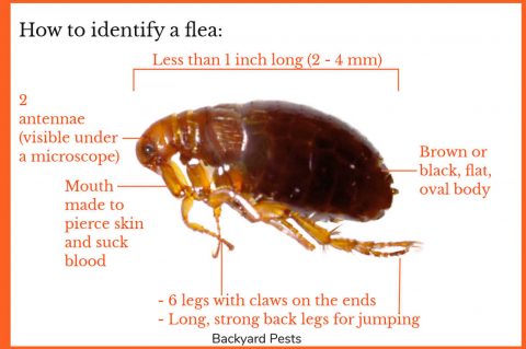 5 Ways Fleas Get Into A House And What To Do About House Fleas - Backyard Pests