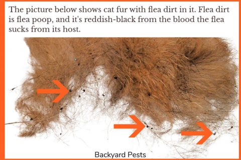 7 Early Signs You Have Fleas At Home - With Pictures - Backyard Pests