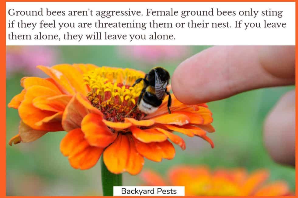 Are Ground Bees Aggressive? 9 Things You Need to Know - Backyard Pests