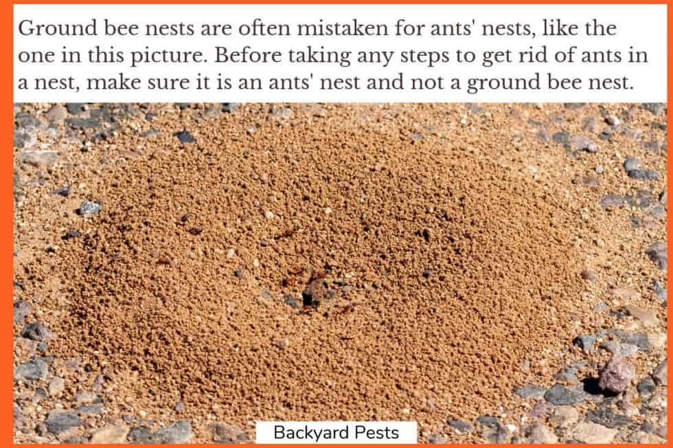 Ground Bees: What They Are And What They Look Like (With Pictures ...