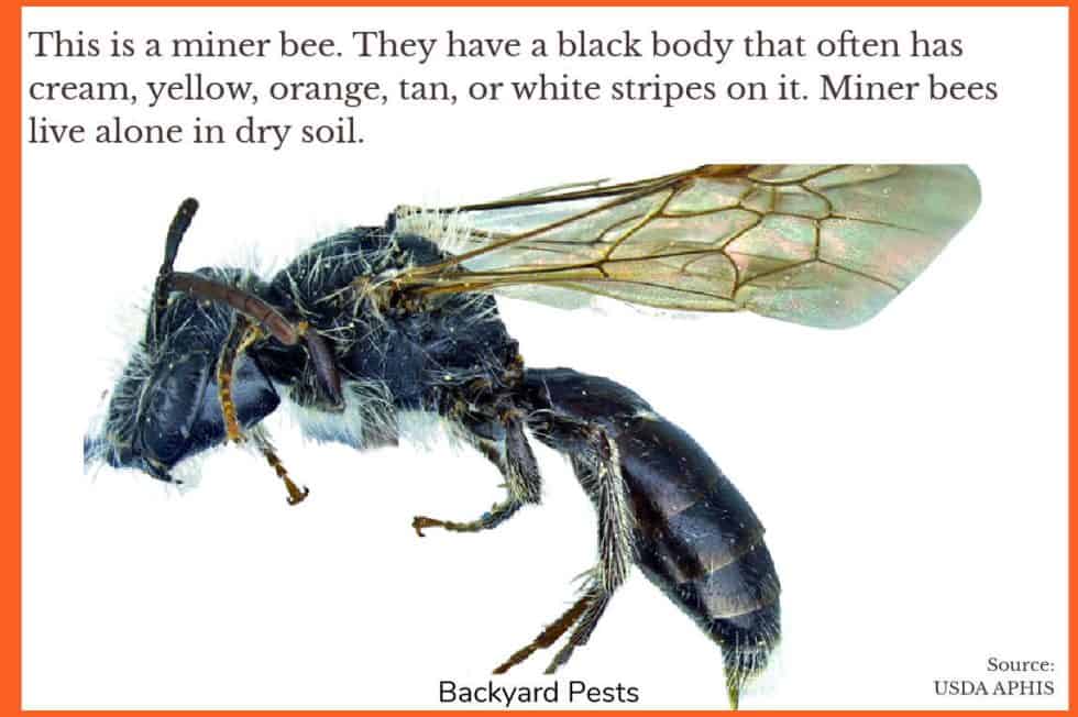 Ground Bees: What They Are And What They Look Like (With Pictures ...