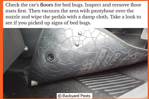 10 Places Bed Bugs Hide In Cars: How To Find Them (With Pictures ...