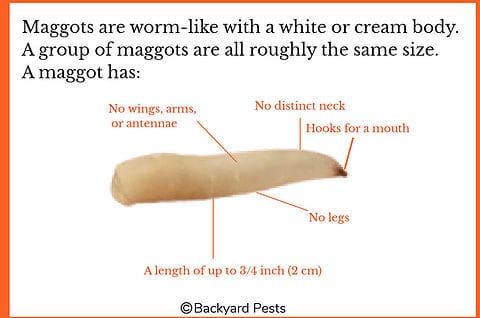 The Time I Had Maggots – What Maggots Are And How To Kill Them ...