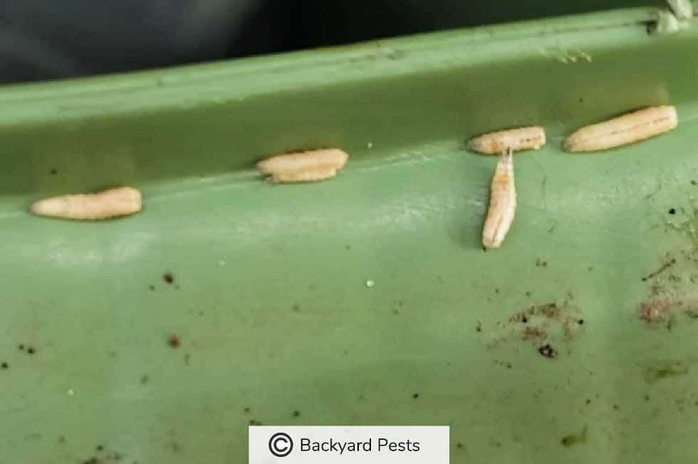 The Time I Had Maggots – What Maggots Are And How To Kill Them ...