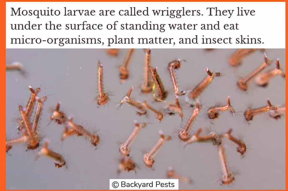 8 Places Maggots Come From And Why - Backyard Pests