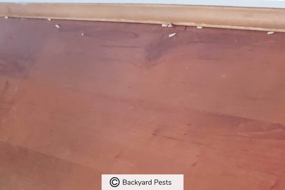 8 Signs You Have A Maggot Infestation – My Pictures And Video ...