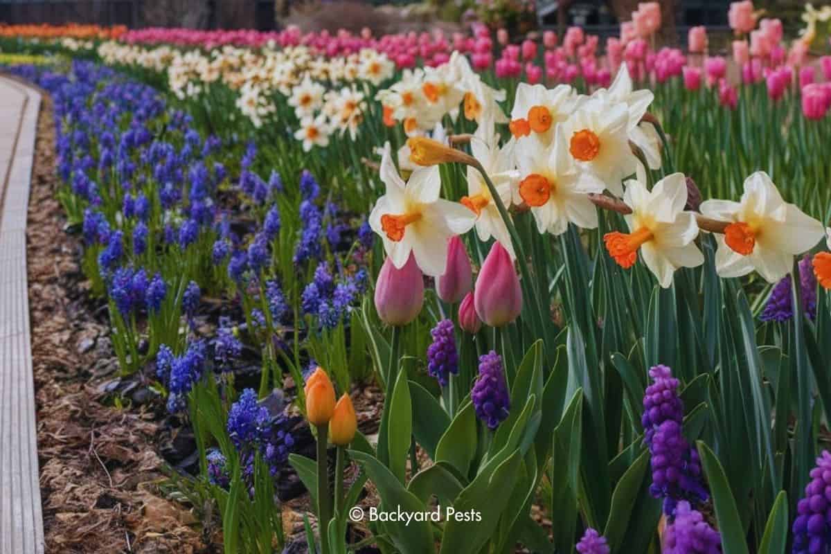 13 Bulbs To Plant In Fall For Stunning Spring Blooms Backyard Pests