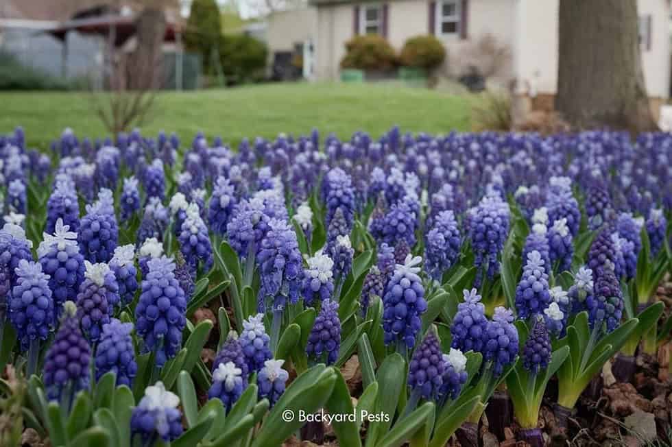 13 Bulbs to Plant in Fall for Stunning Spring Blooms! - Backyard Pests