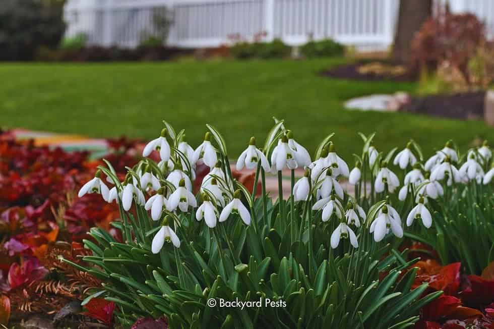 13 Bulbs to Plant in Fall for Stunning Spring Blooms! - Backyard Pests