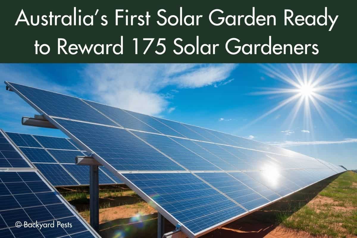 Australia's First Solar Garden Set to Transform Renewable Energy Access ...