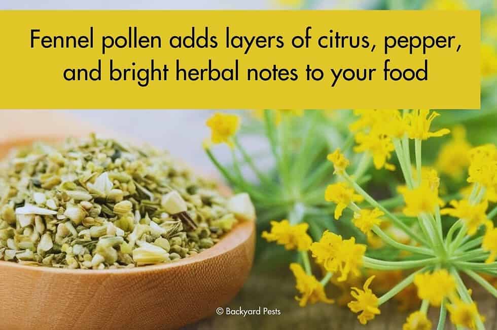 Fennel Pollen: The Tiny Spice That Packs a Huge Punch in Your Cooking ...
