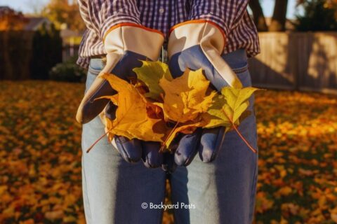 Fall Garden Bed Checklist: How to Prepare Your Backyard for Fall ...