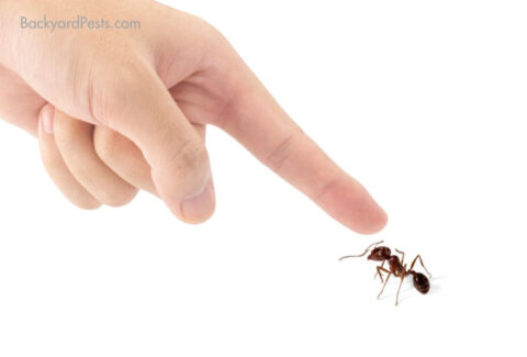 This Is Why You've Never Seen An Ant Bleed - Backyard Pests