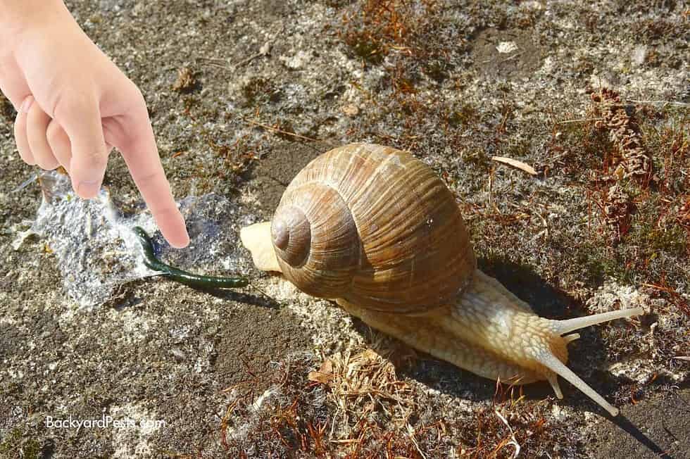 No Bum? The Weird Way Snails Poop - Backyard Pests
