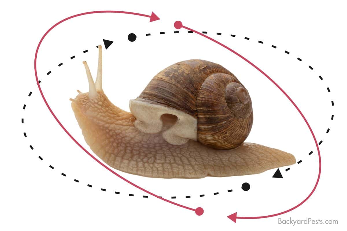 Why Snails Flip Their Butt Up To Their Head In Bizarre Body Twist - Backyard Pests