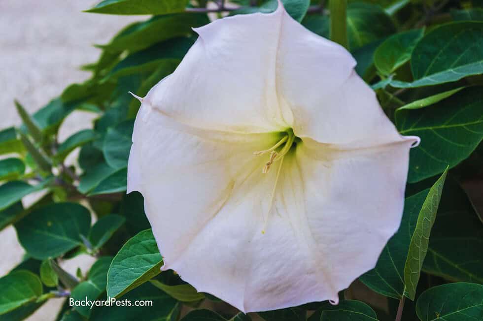 This common flower could put you in the ER - Backyard Pests