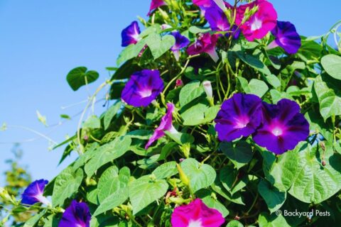 10 Ways to Get Rid of Morning Glory – For Good! - Backyard Pests