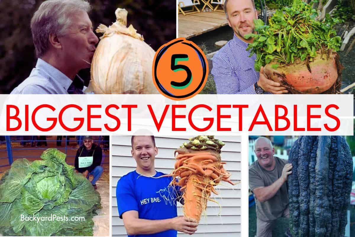 5 Biggest Vegetables in the World – When Size Really Does Matter ...
