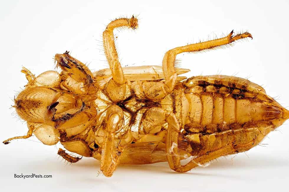 The 10 Weirdest Things Ants Carry To Their Nests - Backyard Pests