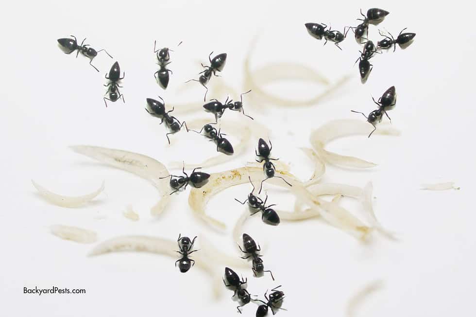 The 10 Weirdest Things Ants Carry To Their Nests - Backyard Pests